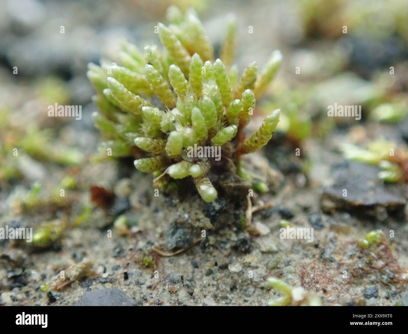 Silvery Bryum (Bryum argenteum) Plantae Stock Photo - Alamy