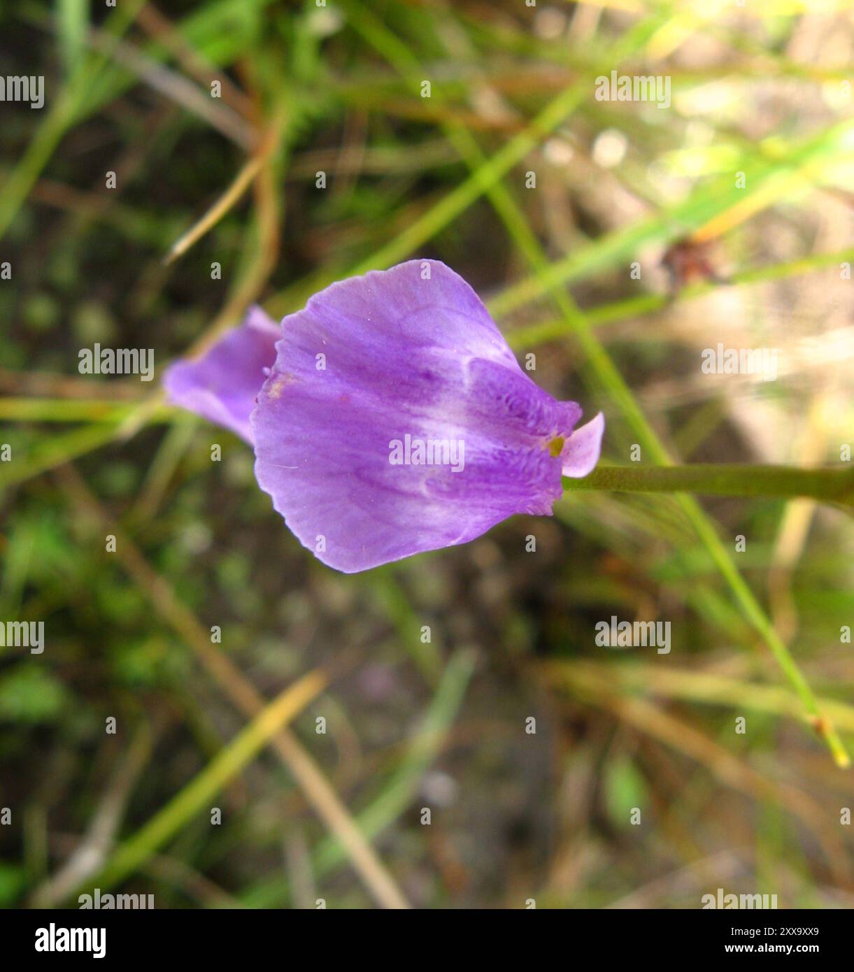 Lead Bladderwort (Utricularia livida) Plantae Stock Photo - Alamy