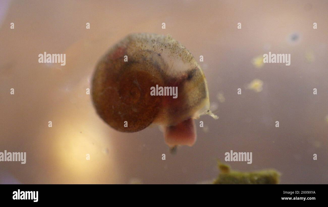 Ramshorn snails (Planorbidae) Mollusca Stock Photo - Alamy
