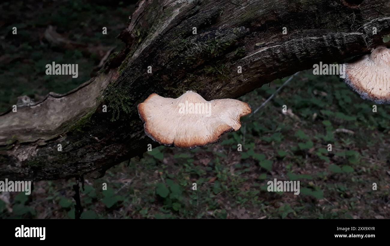 bracket fungi (Polyporaceae) Fungi Stock Photo - Alamy
