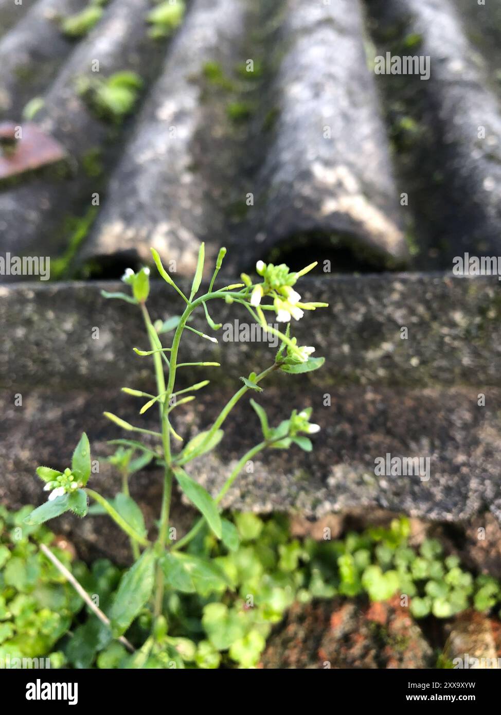mouse-ear cress (Arabidopsis thaliana) Plantae Stock Photo - Alamy