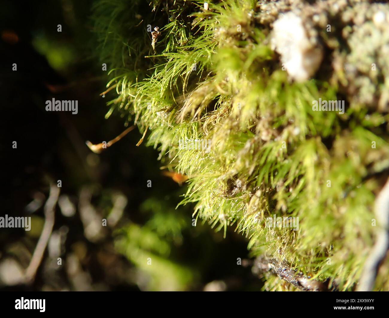 Silky Forklet-moss (Dicranella heteromalla) Plantae Stock Photo - Alamy