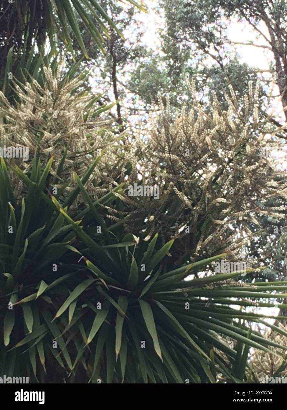 New Zealand cabbage tree (Cordyline australis) Plantae Stock Photo - Alamy