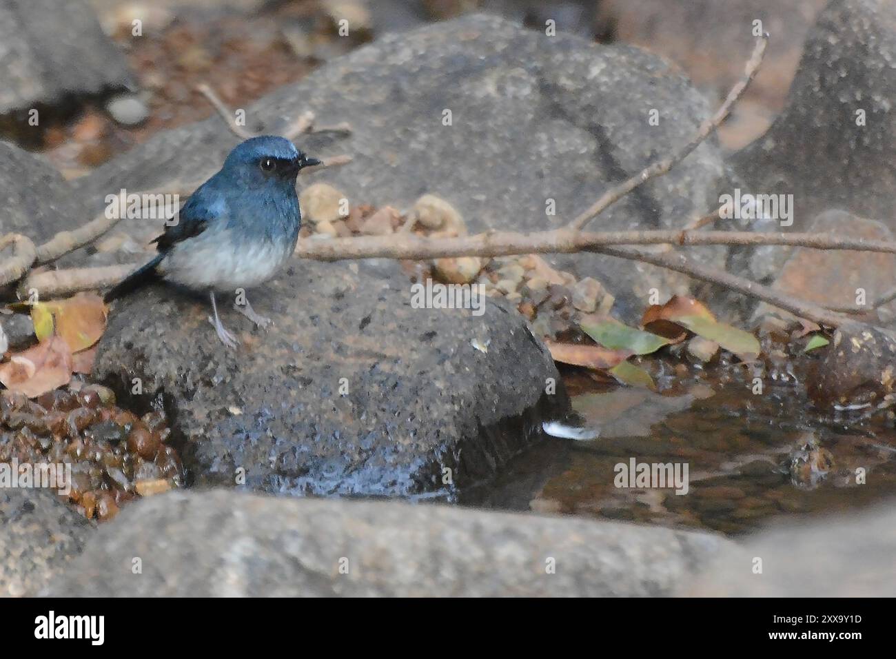 White-bellied Blue Flycatcher (Cyornis pallidipes) Aves Stock Photo - Alamy