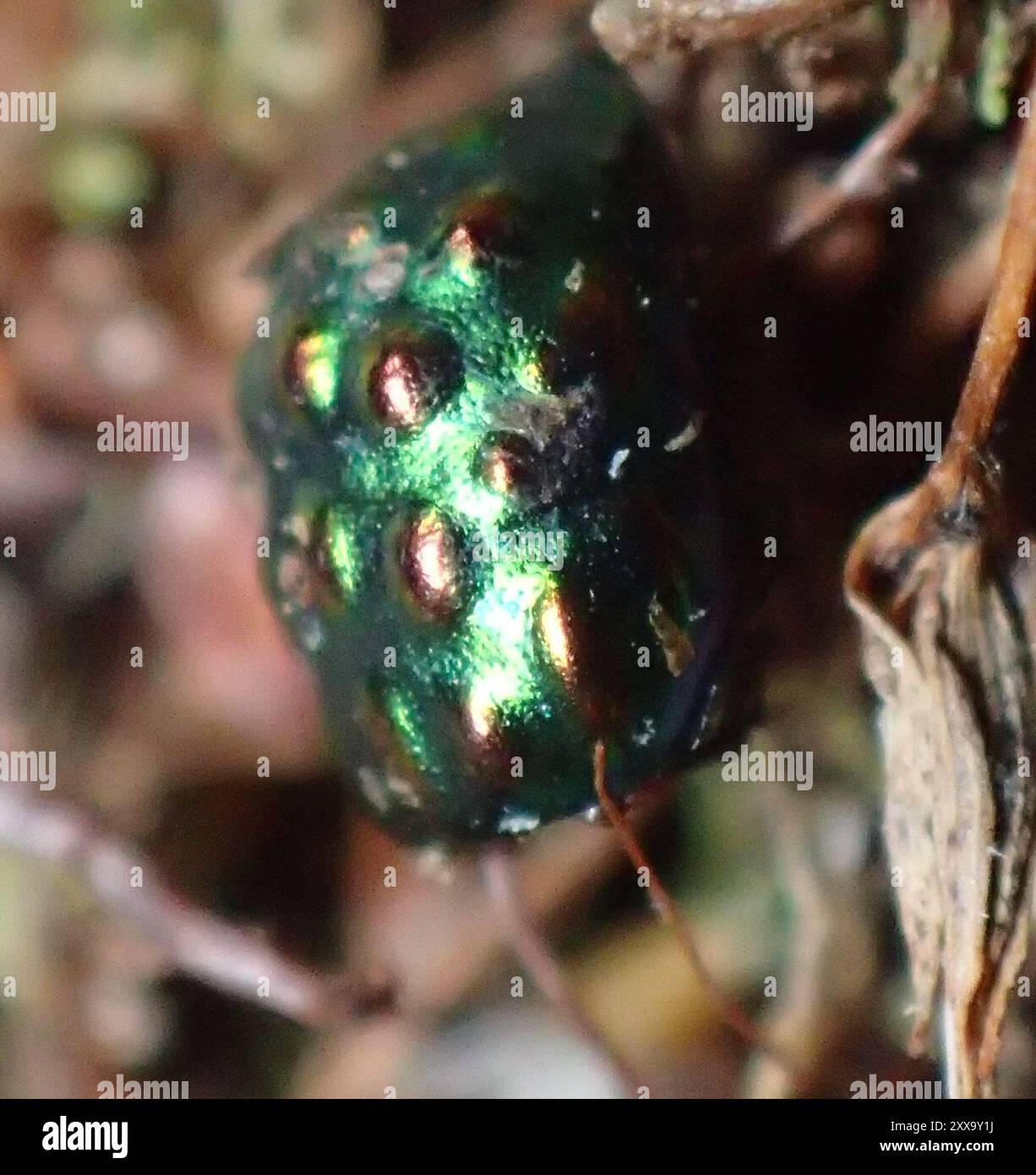 (Notolioon gemmatus) Insecta Stock Photo - Alamy