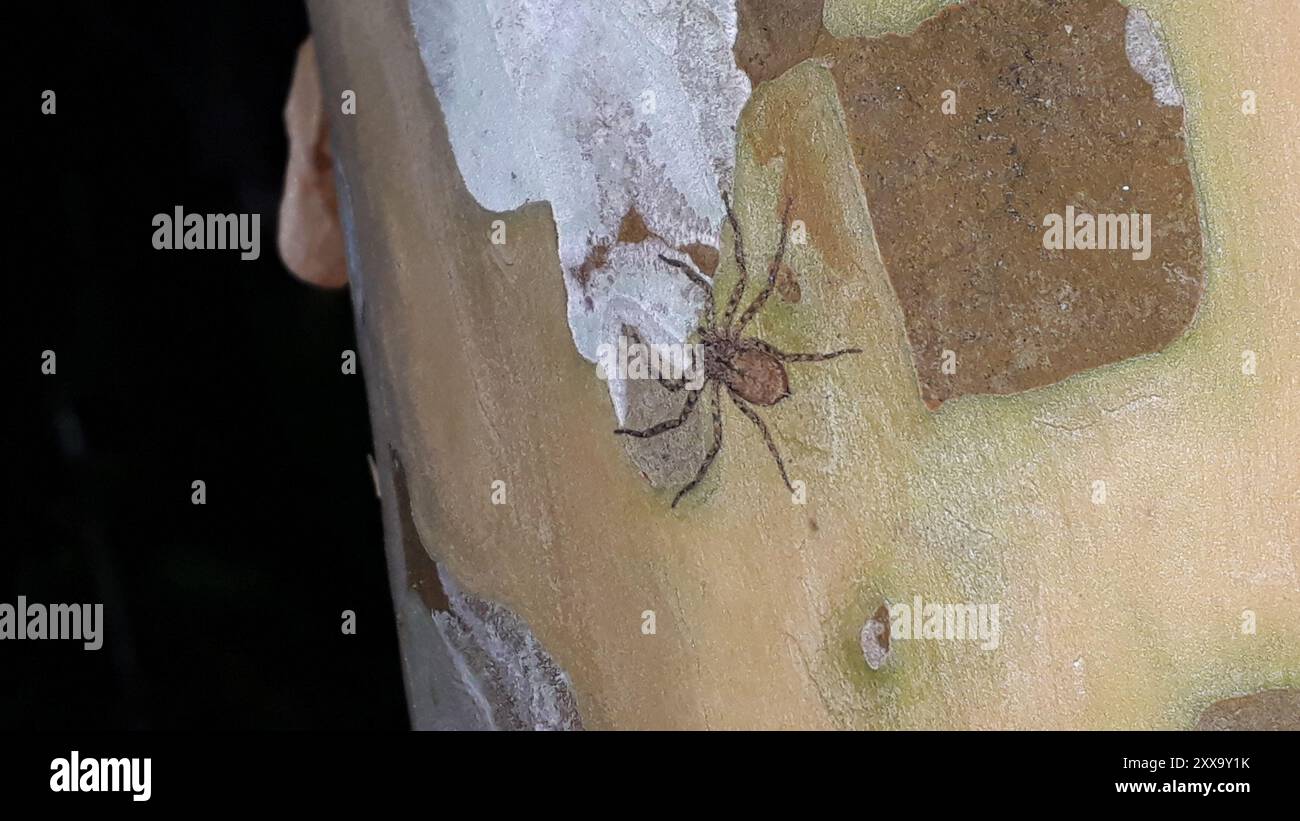 Crescent-eyed Spiders (Selenops) Arachnida Stock Photo - Alamy