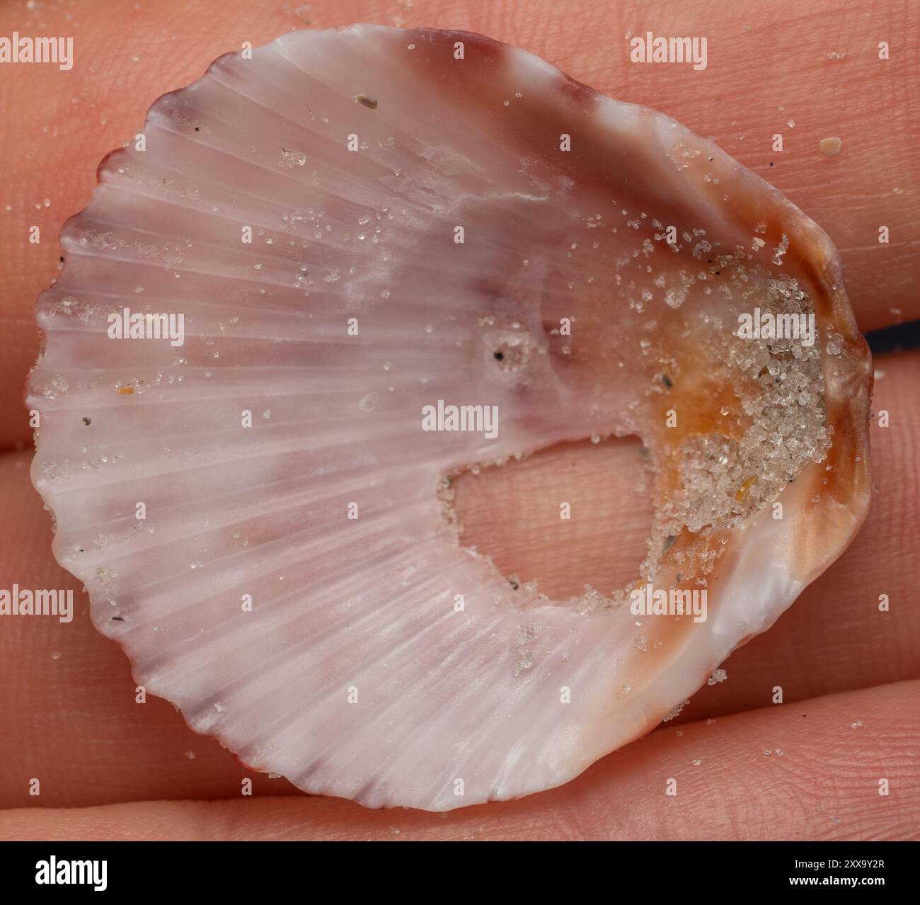 Atlantic Calico Scallop (Argopecten gibbus) Mollusca Stock Photo - Alamy
