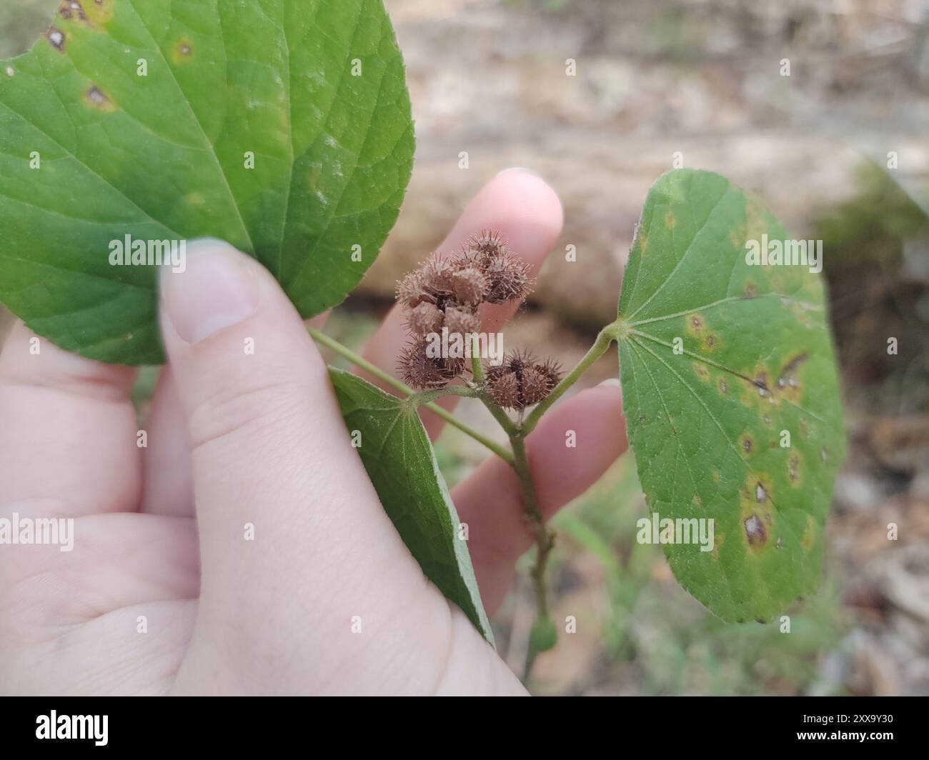 Caesar weed (Urena lobata) Plantae Stock Photo - Alamy