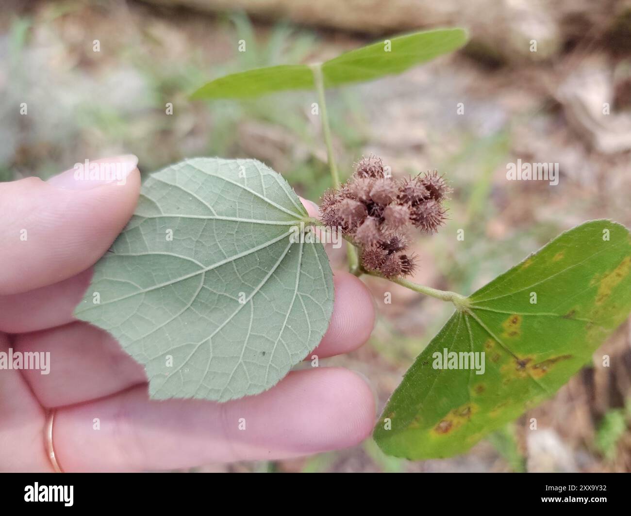 Caesar weed (Urena lobata) Plantae Stock Photo - Alamy