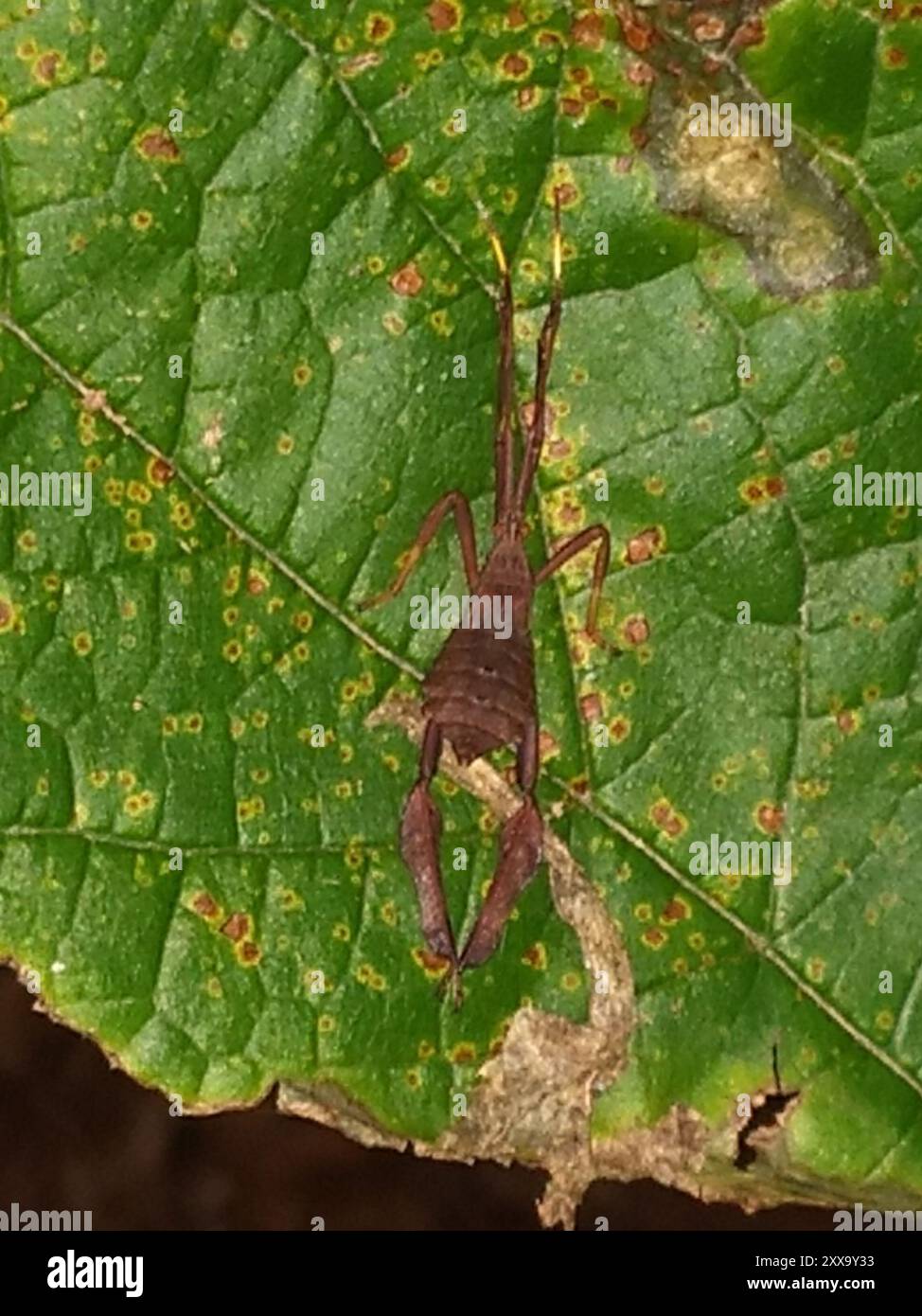 Spine-headed Bugs (Acanthocephala) Insecta Stock Photo - Alamy