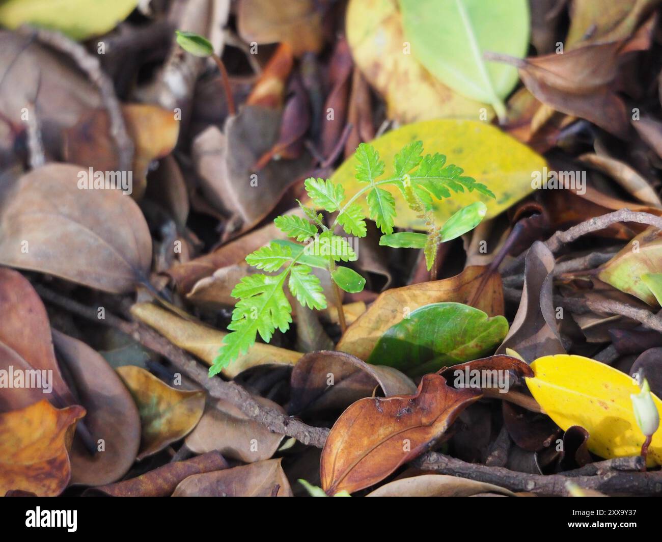 Taiwanese Rain Tree (Koelreuteria elegans) Plantae Stock Photo - Alamy