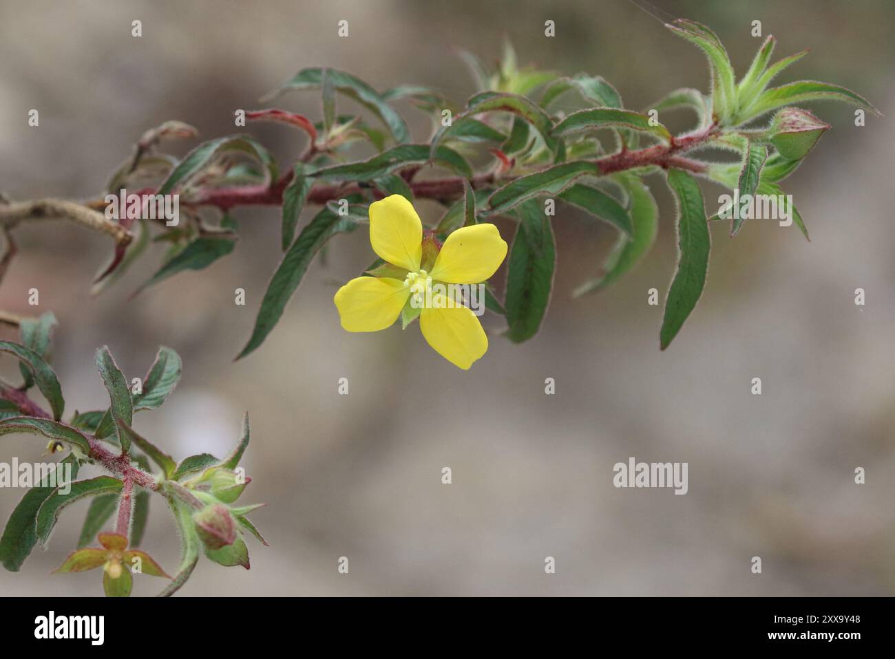 Mexican Primrose-willow (Ludwigia octovalvis) Plantae Stock Photo - Alamy