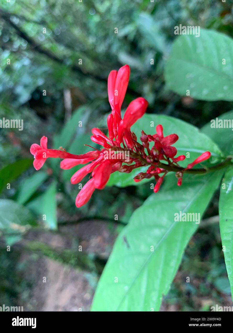 Firespike (Odontonema tubaeforme) Plantae Stock Photo - Alamy