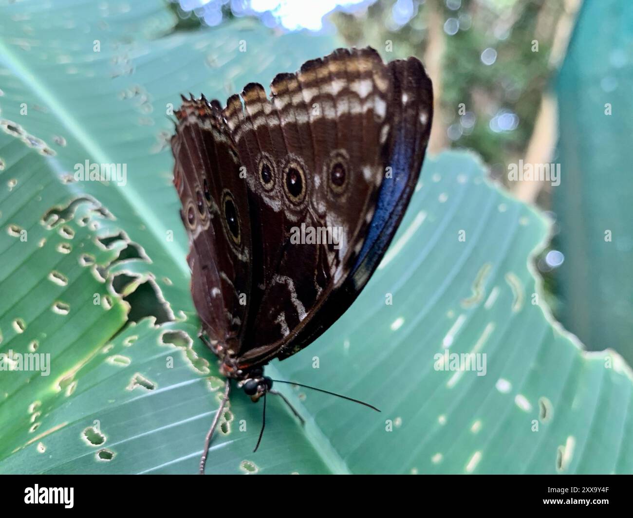 Common Morpho (Morpho helenor) Insecta Stock Photo - Alamy