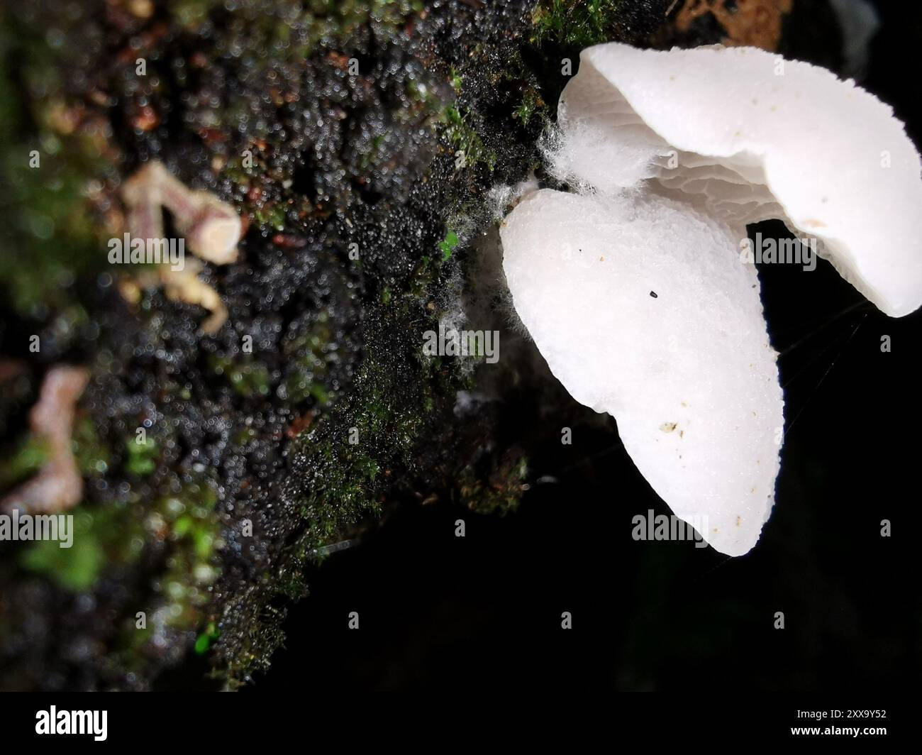 white porecap (Favolaschia pustulosa) Fungi Stock Photo - Alamy