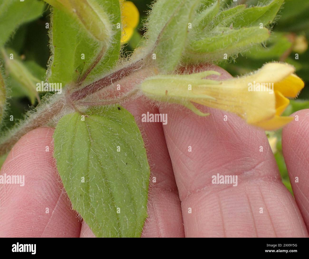 musk monkeyflower (Erythranthe moschata) Plantae Stock Photo - Alamy
