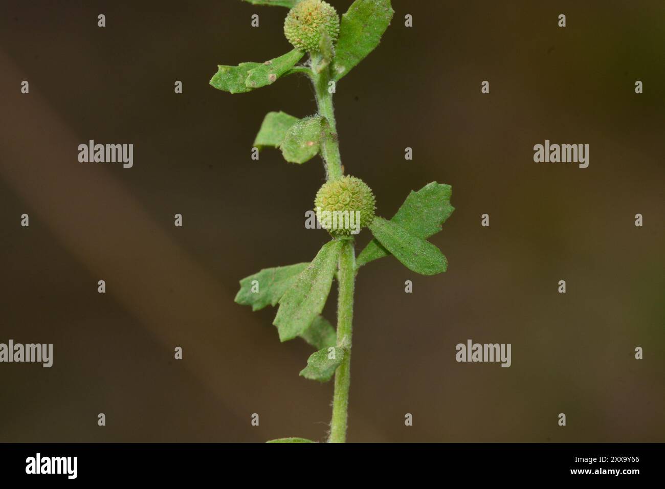 spreading sneezeweed (Centipeda minima) Plantae Stock Photo - Alamy