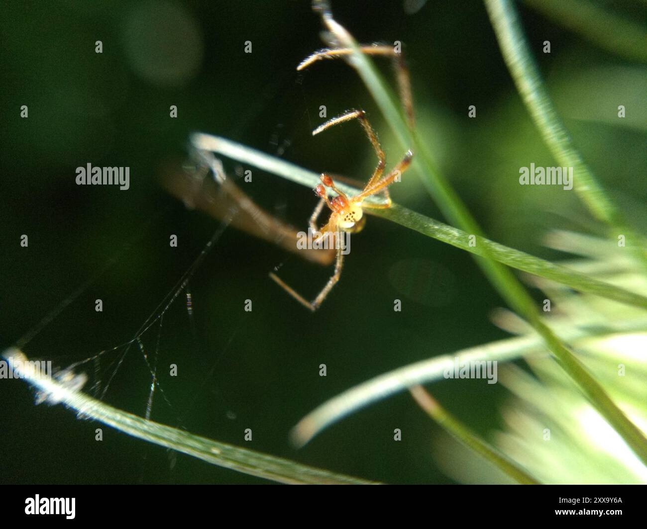 Typical Cobweb Spiders (Theridion) Arachnida Stock Photo - Alamy