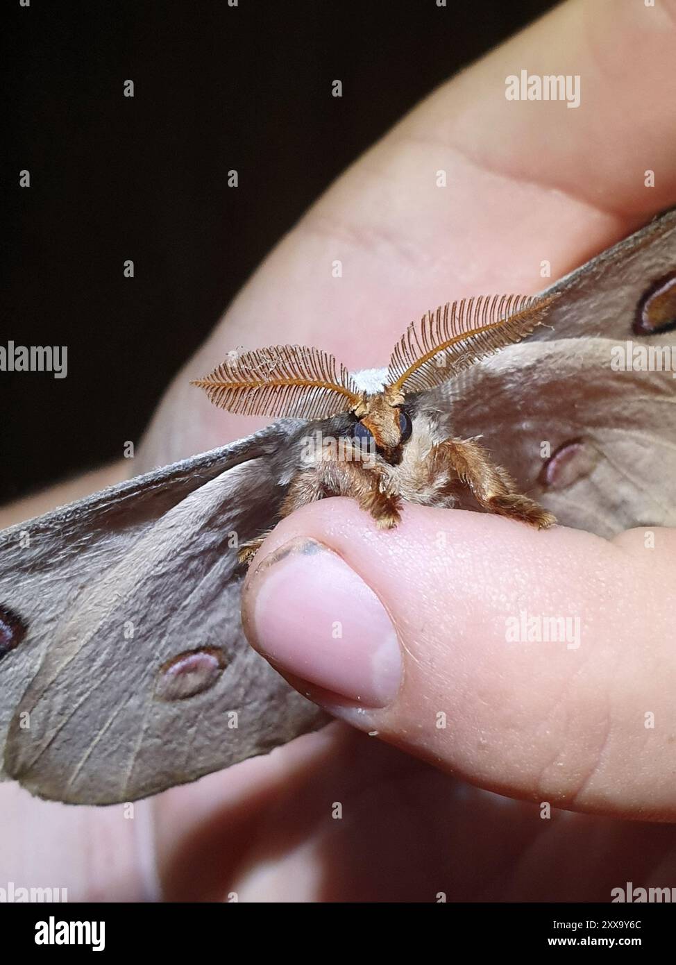 Emperor Gum Moth (Opodiphthera eucalypti) Insecta Stock Photo - Alamy