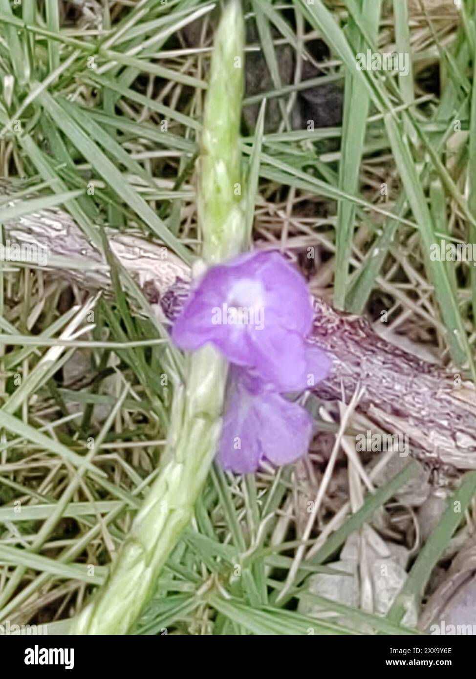Blue Porterweed (Stachytarpheta jamaicensis) Plantae Stock Photo - Alamy