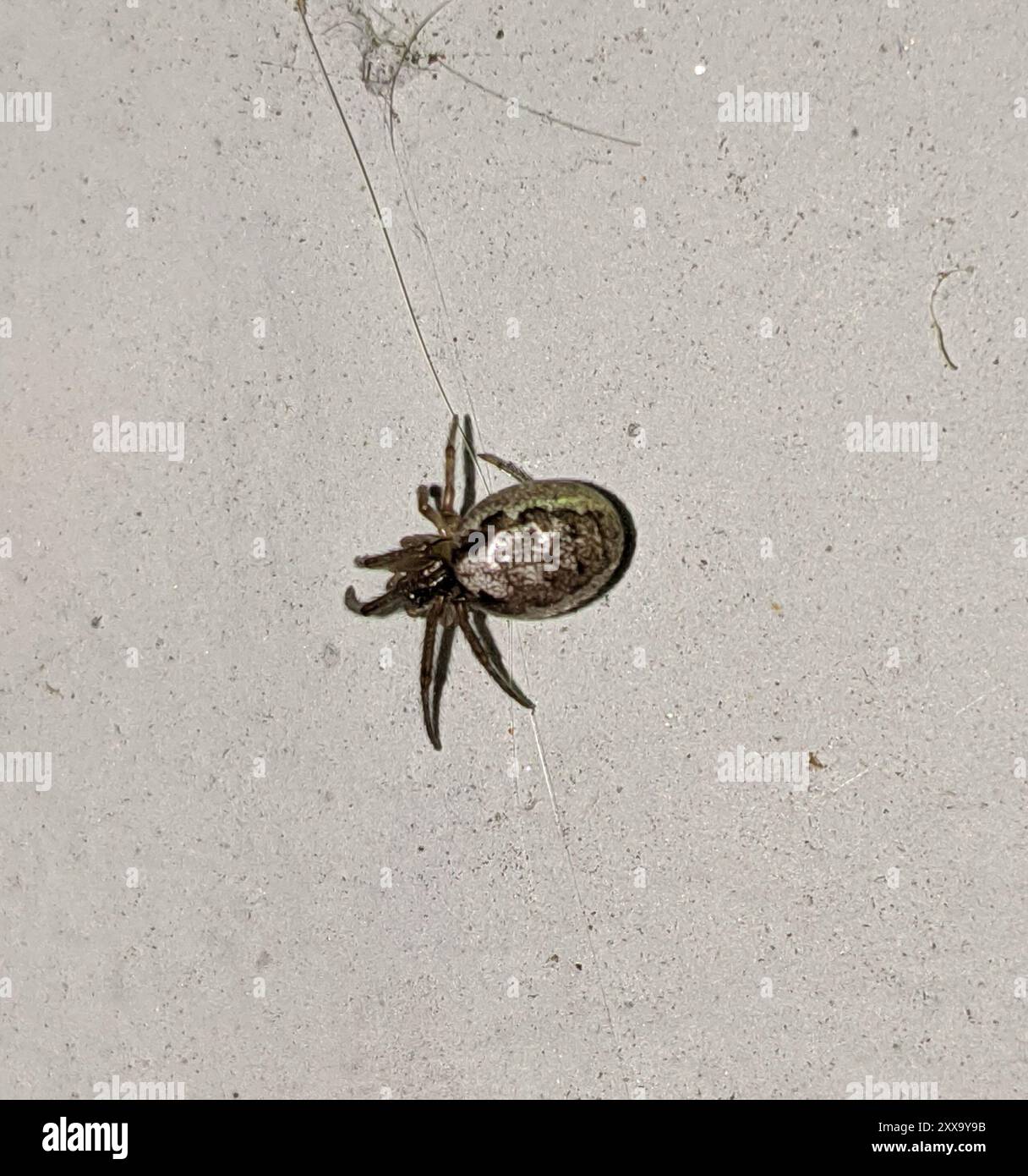 Silver-sided Sector Spider (Zygiella x-notata) Arachnida Stock Photo ...