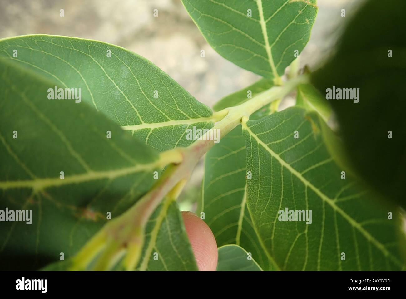 Pompom Tree (Dais cotinifolia) Plantae Stock Photo - Alamy