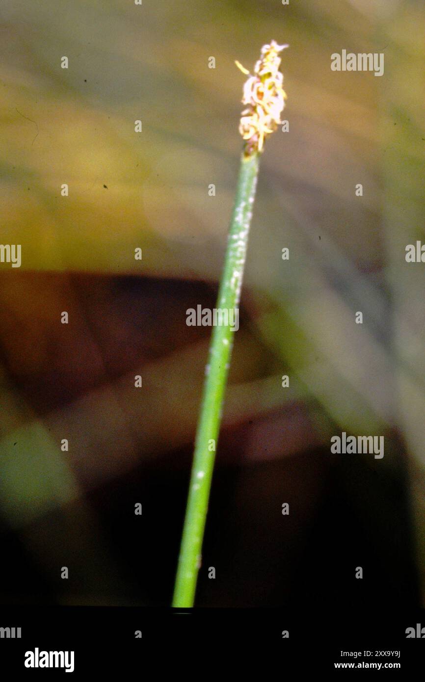 Common Spike-rush (Eleocharis palustris) Plantae Stock Photo - Alamy