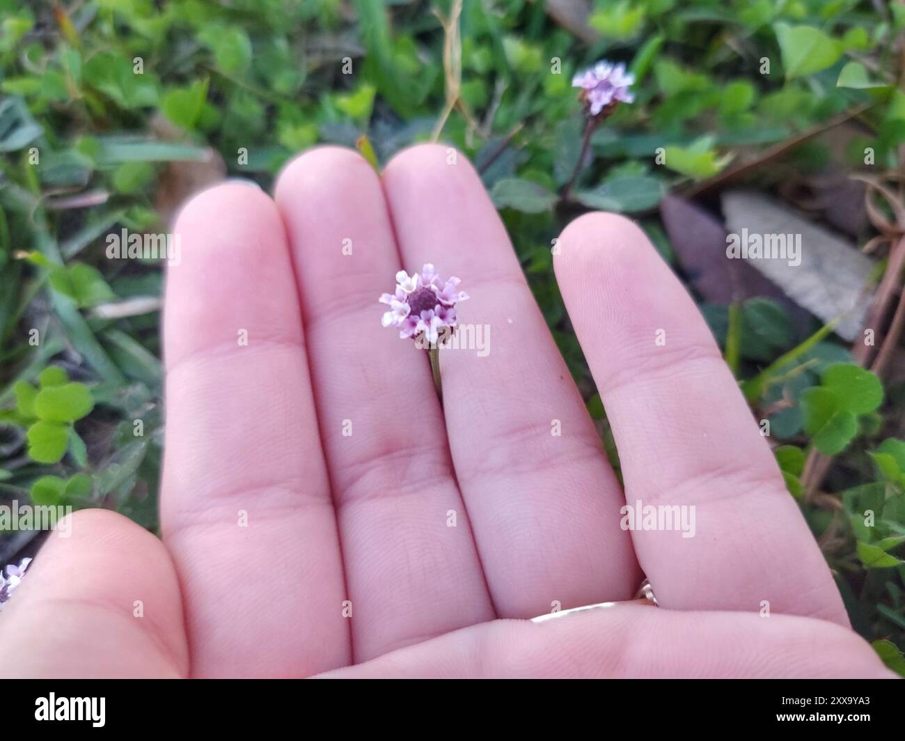 turkey tangle frogfruit (Phyla nodiflora) Plantae Stock Photo - Alamy
