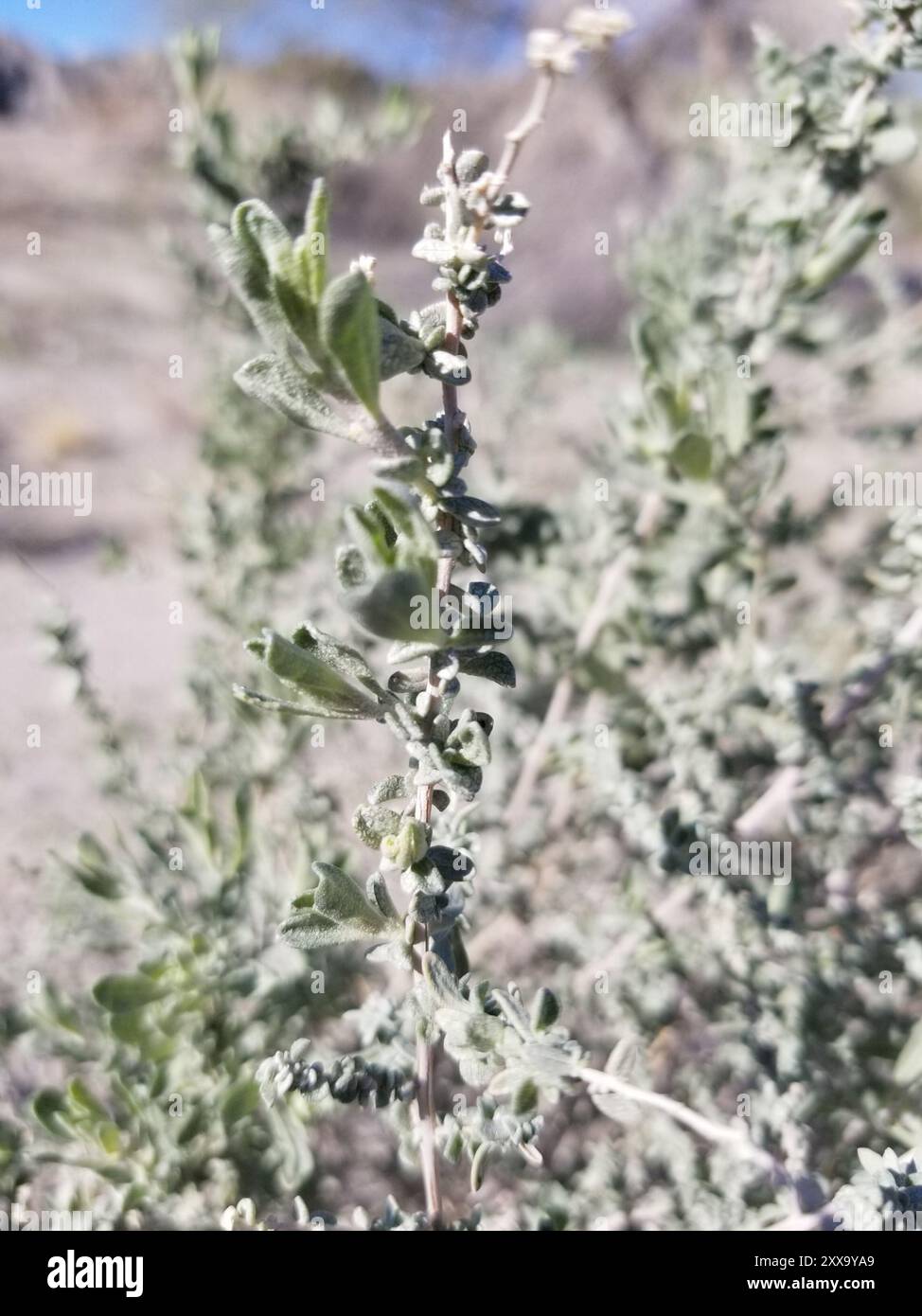 Cattle Saltbush (Atriplex polycarpa) Plantae Stock Photo - Alamy