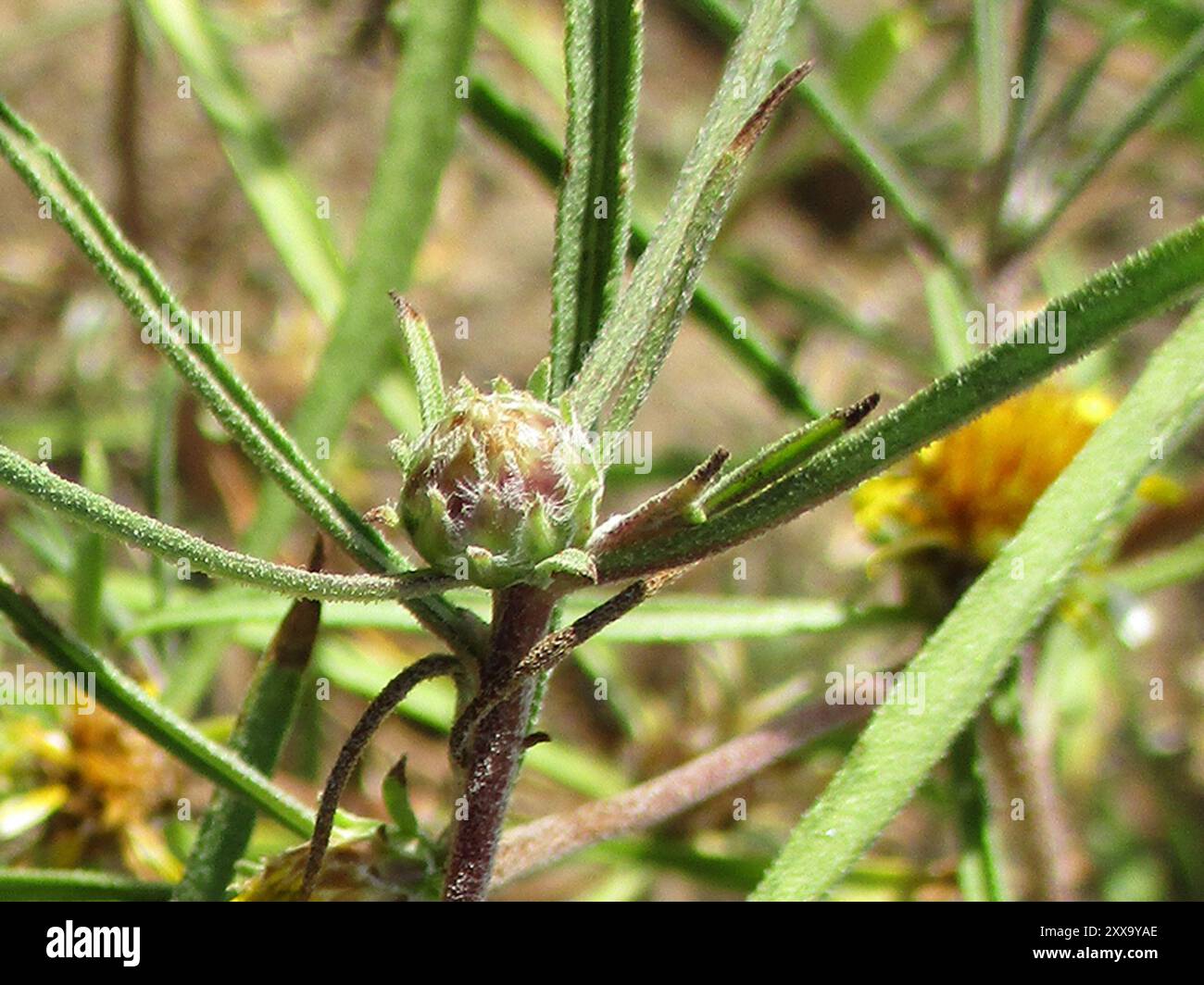 Vomitdaisies (Geigeria) Plantae Stock Photo - Alamy