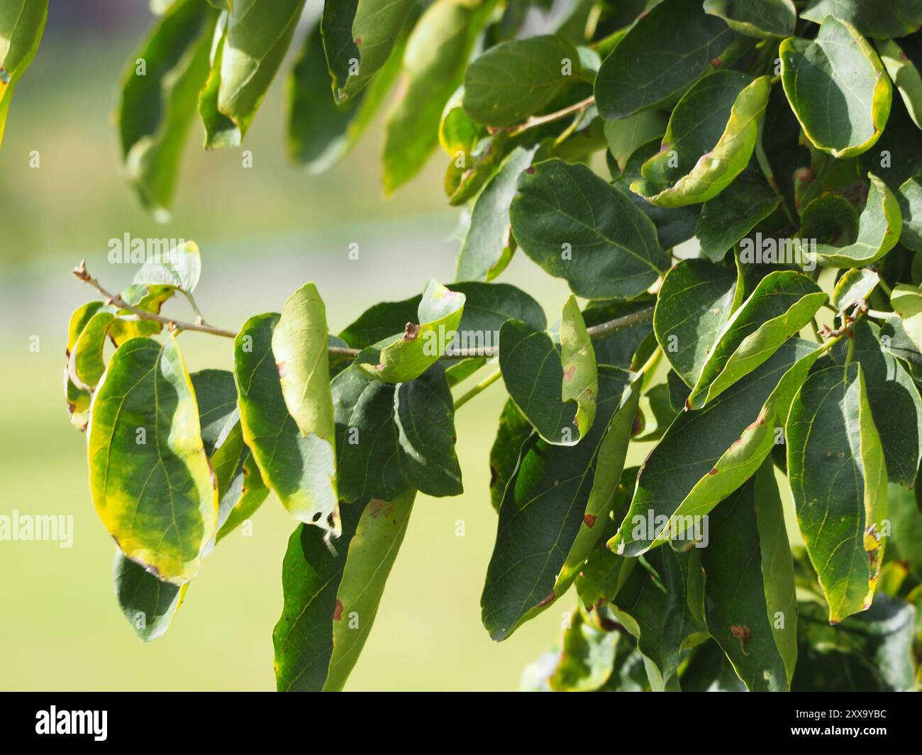 Clammy Cherry (Cordia dichotoma) Plantae Stock Photo - Alamy