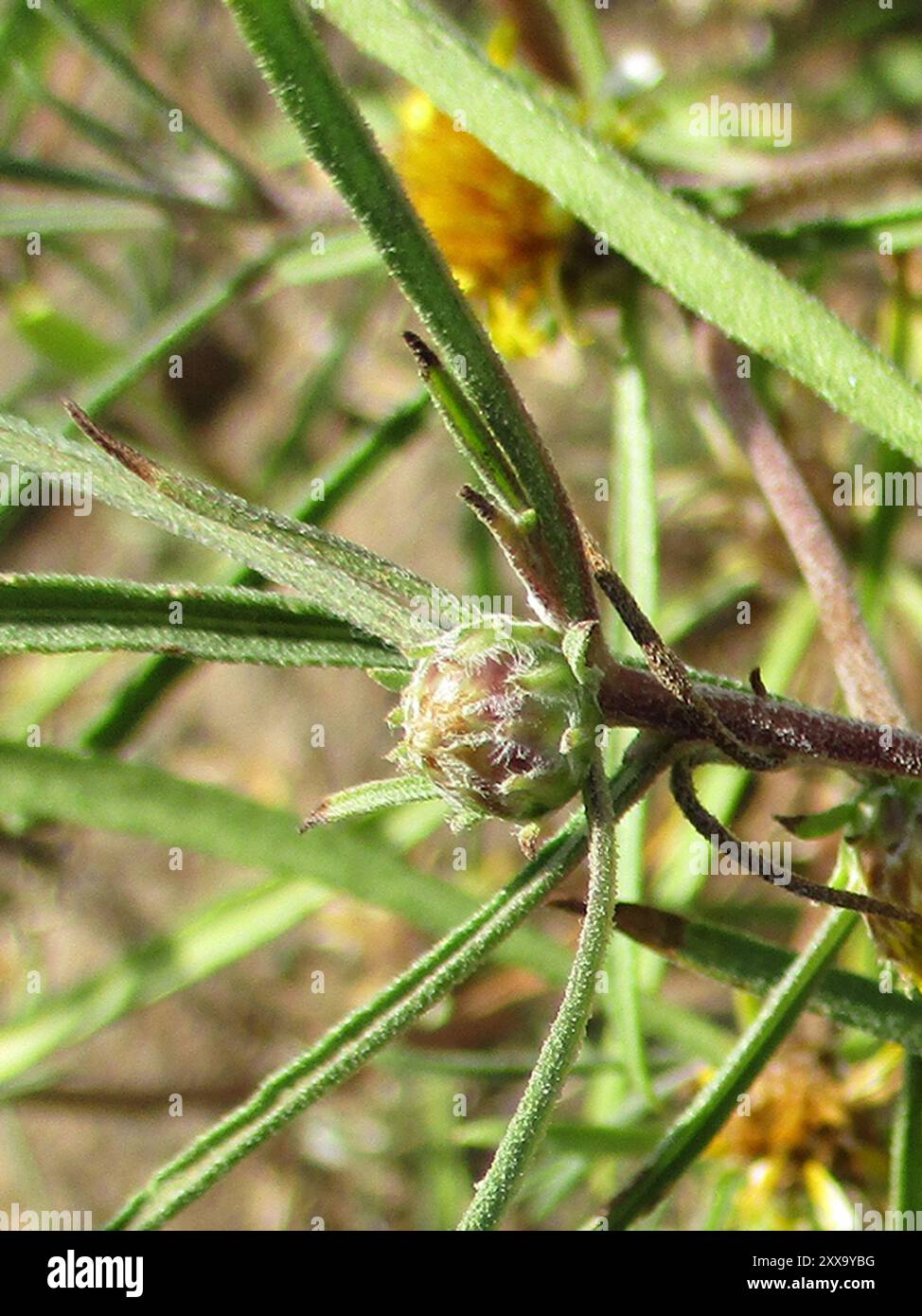 Vomitdaisies (Geigeria) Plantae Stock Photo - Alamy