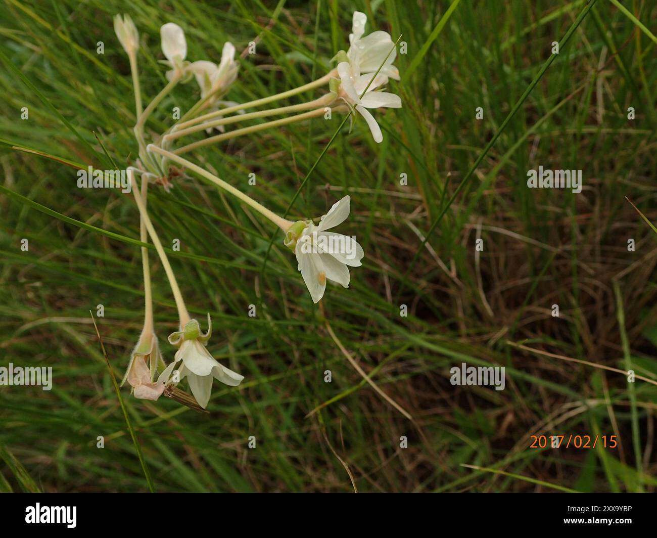 Lurid Storksbill (Pelargonium luridum) Plantae Stock Photo - Alamy