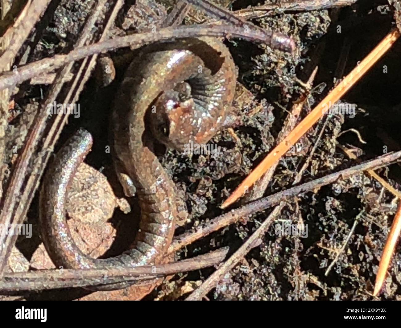 California Slender Salamander (Batrachoseps attenuatus) Amphibia Stock ...
