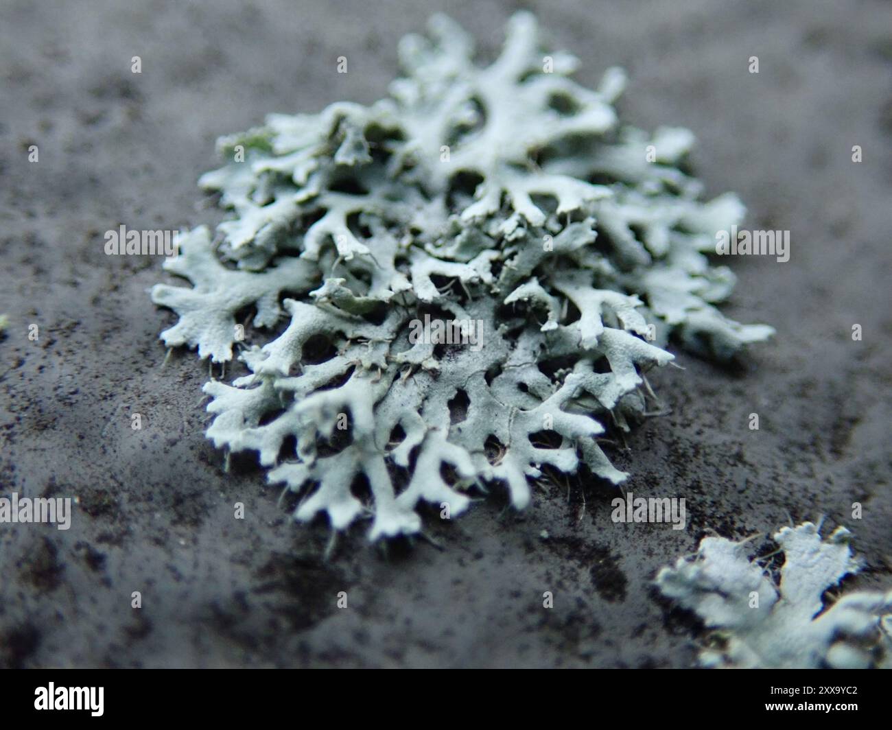 Fringed Rosette Lichen (Physcia tenella) Fungi Stock Photo - Alamy