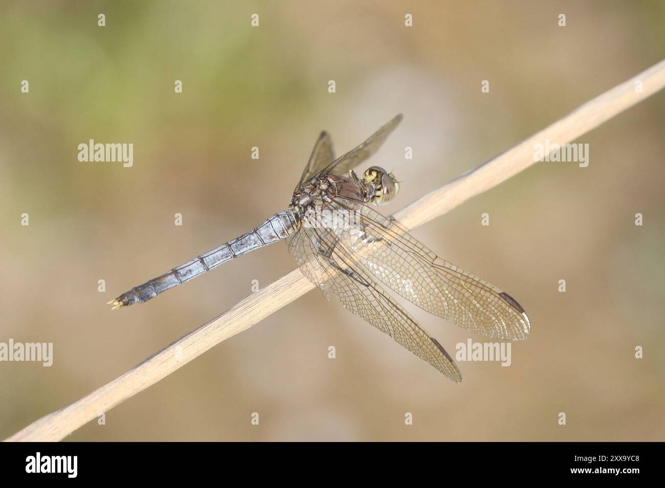 Blue Skimmer (Orthetrum caledonicum) Insecta Stock Photo - Alamy