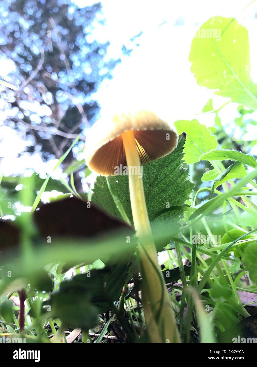 yellow fieldcap (Bolbitius titubans) Fungi Stock Photo - Alamy