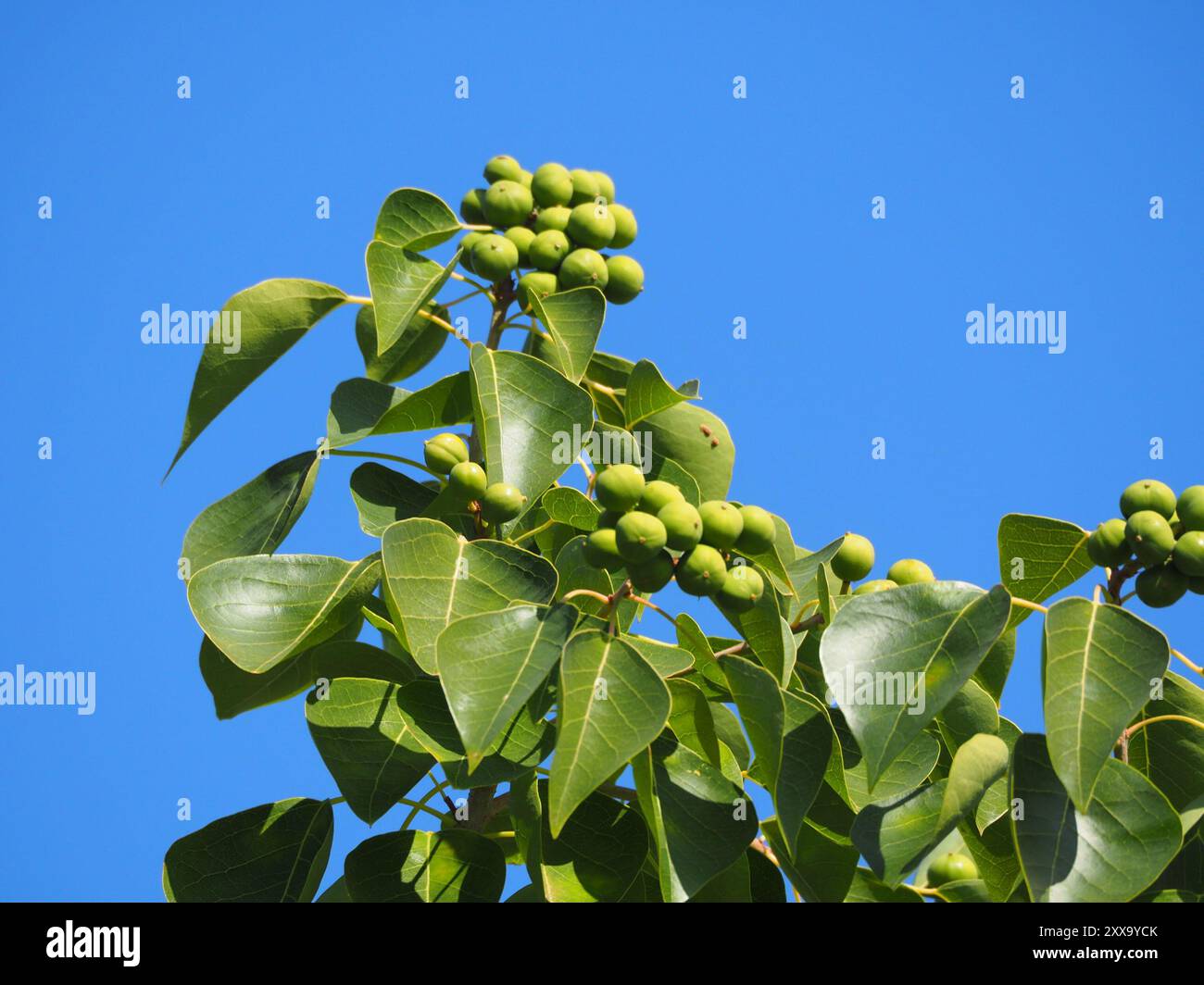 Chinese Tallow (Triadica sebifera) Plantae Stock Photo - Alamy