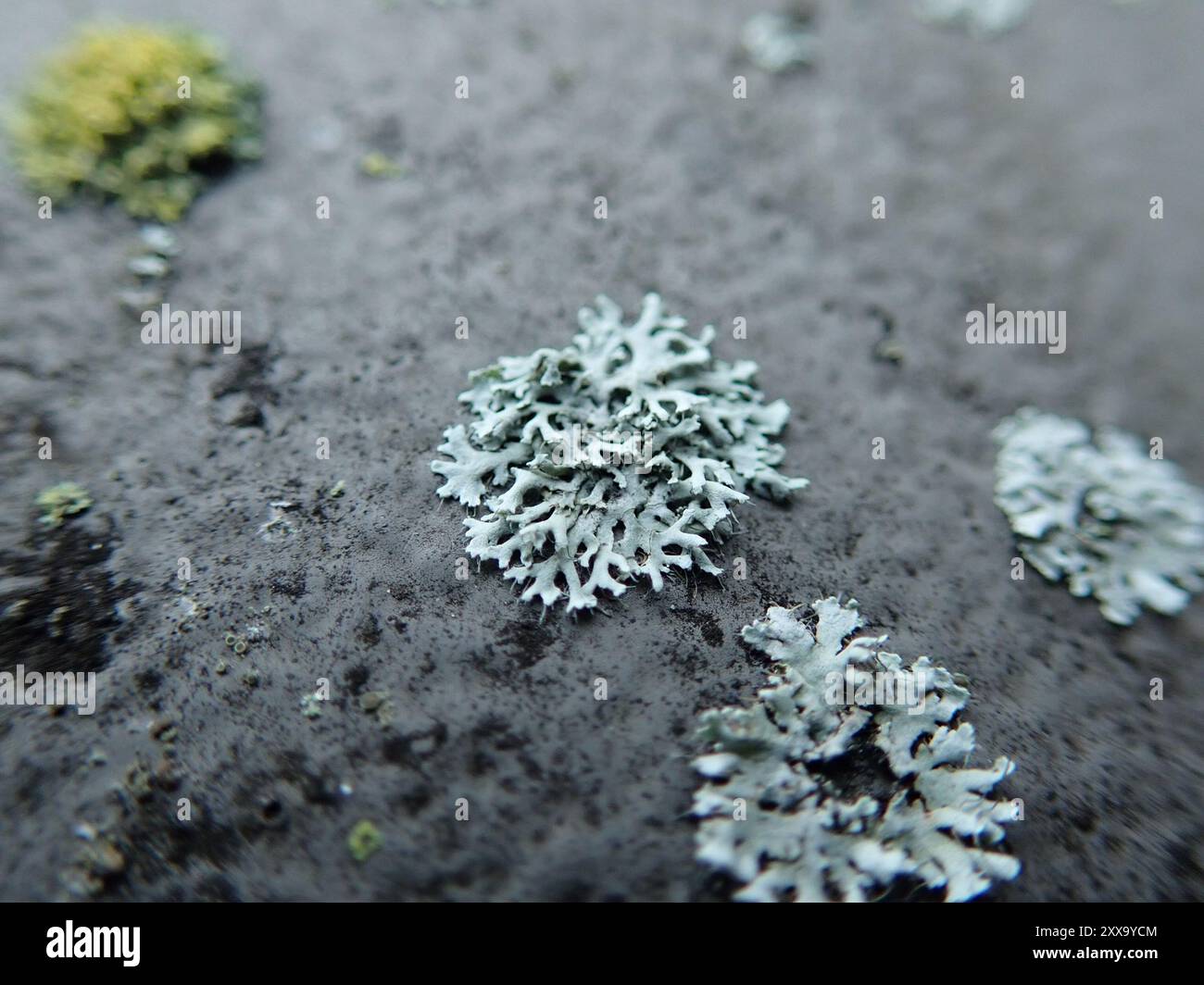 Fringed Rosette Lichen (Physcia tenella) Fungi Stock Photo - Alamy