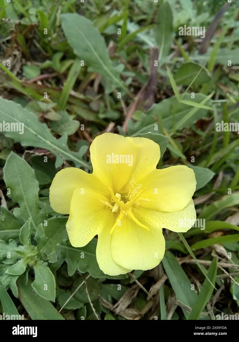 cutleaf evening primrose (Oenothera laciniata) Plantae Stock Photo - Alamy