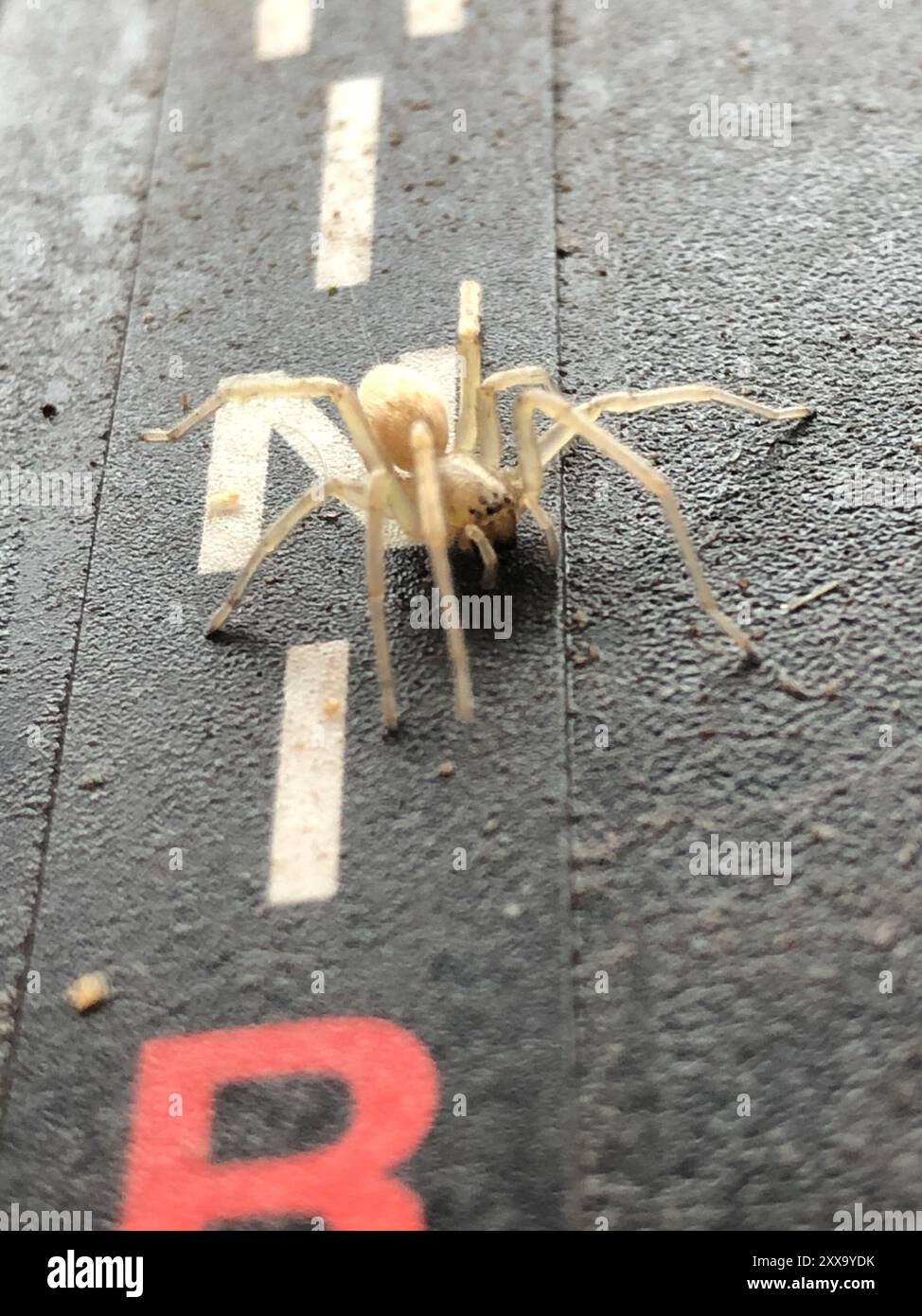 Longlegged Sac Spiders (Cheiracanthium) Arachnida Stock Photo - Alamy