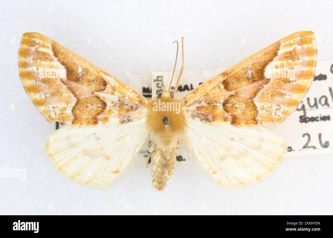 Western conifer looper hi-res stock photography and images - Alamy