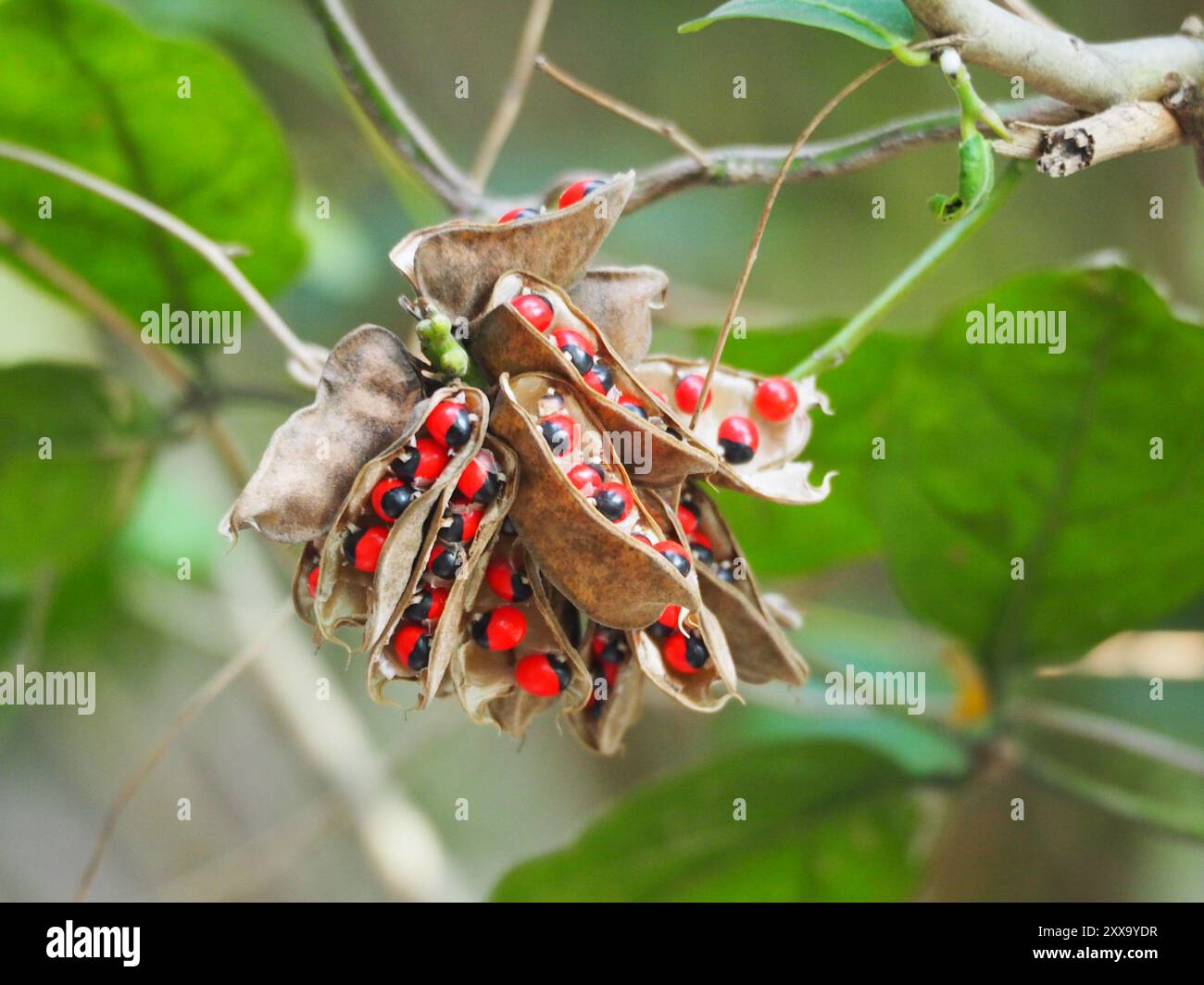 rosary pea (Abrus precatorius) Plantae Stock Photo - Alamy