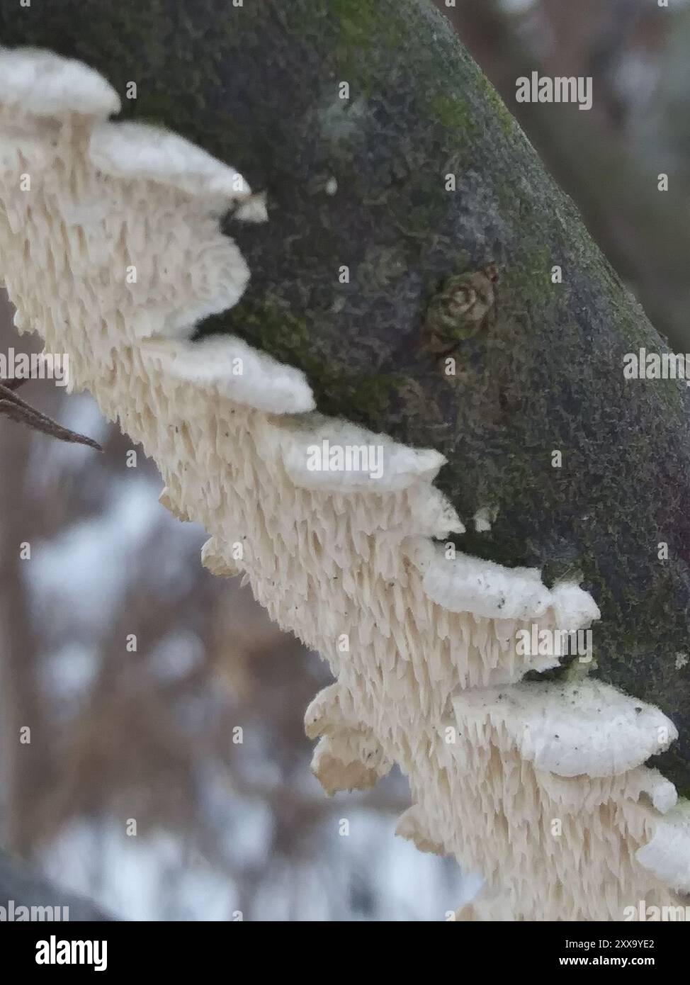 Milk-white Toothed Polypore (Irpex lacteus) Fungi Stock Photo - Alamy