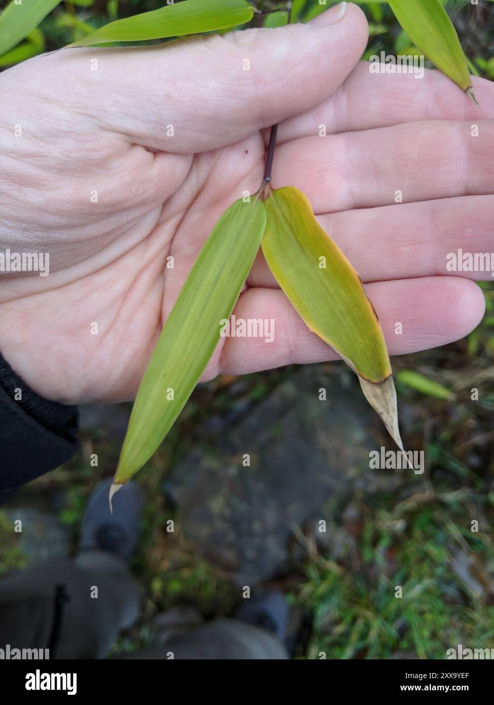 fishpole bamboo (Phyllostachys aurea) Plantae Stock Photo - Alamy