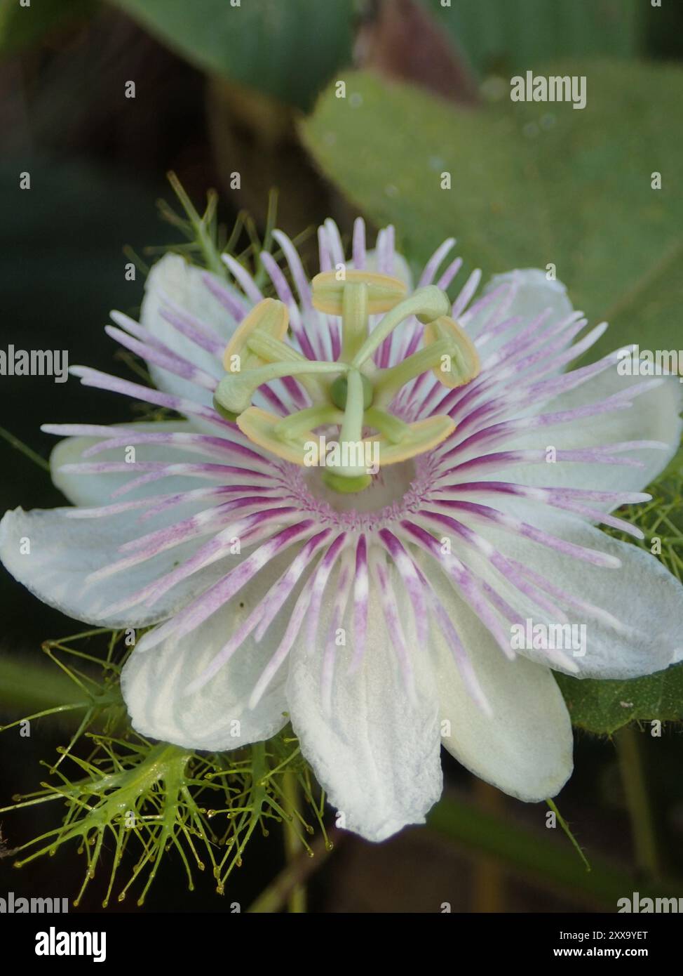 (Passiflora vesicaria) Plantae Stock Photo - Alamy