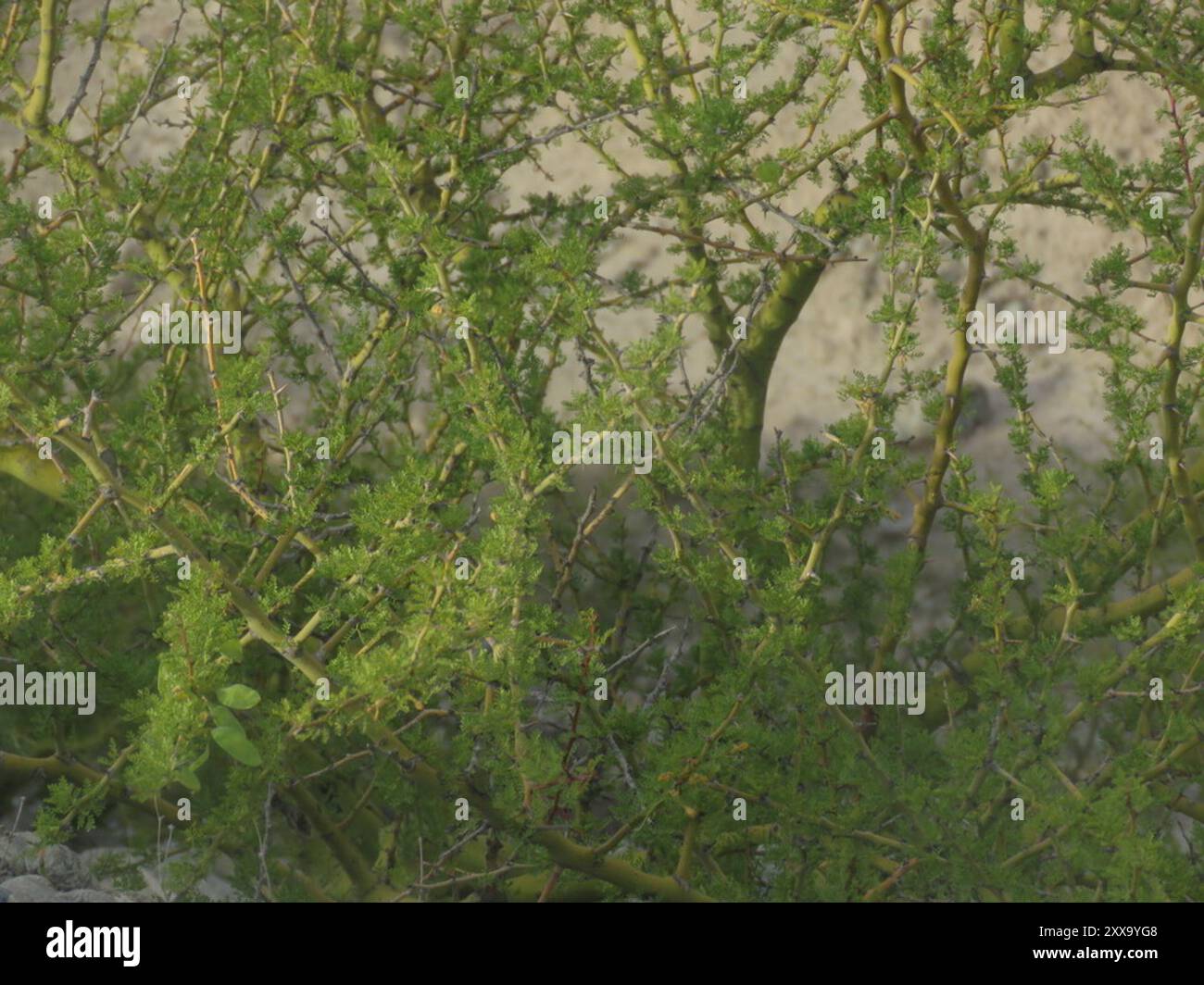palo brea (Parkinsonia praecox) Plantae Stock Photo - Alamy