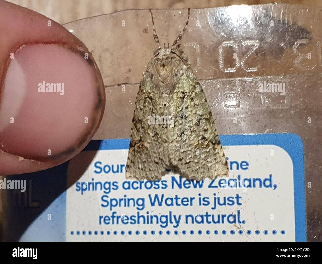 Forest Semilooper (Declana floccosa) Insecta Stock Photo - Alamy