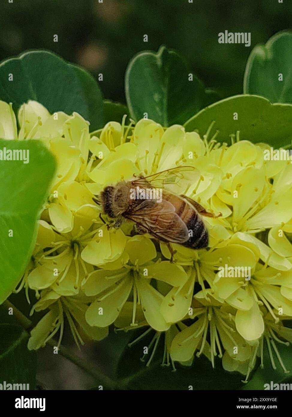 Bloodwood Tree (Haematoxylum campechianum) Plantae Stock Photo - Alamy