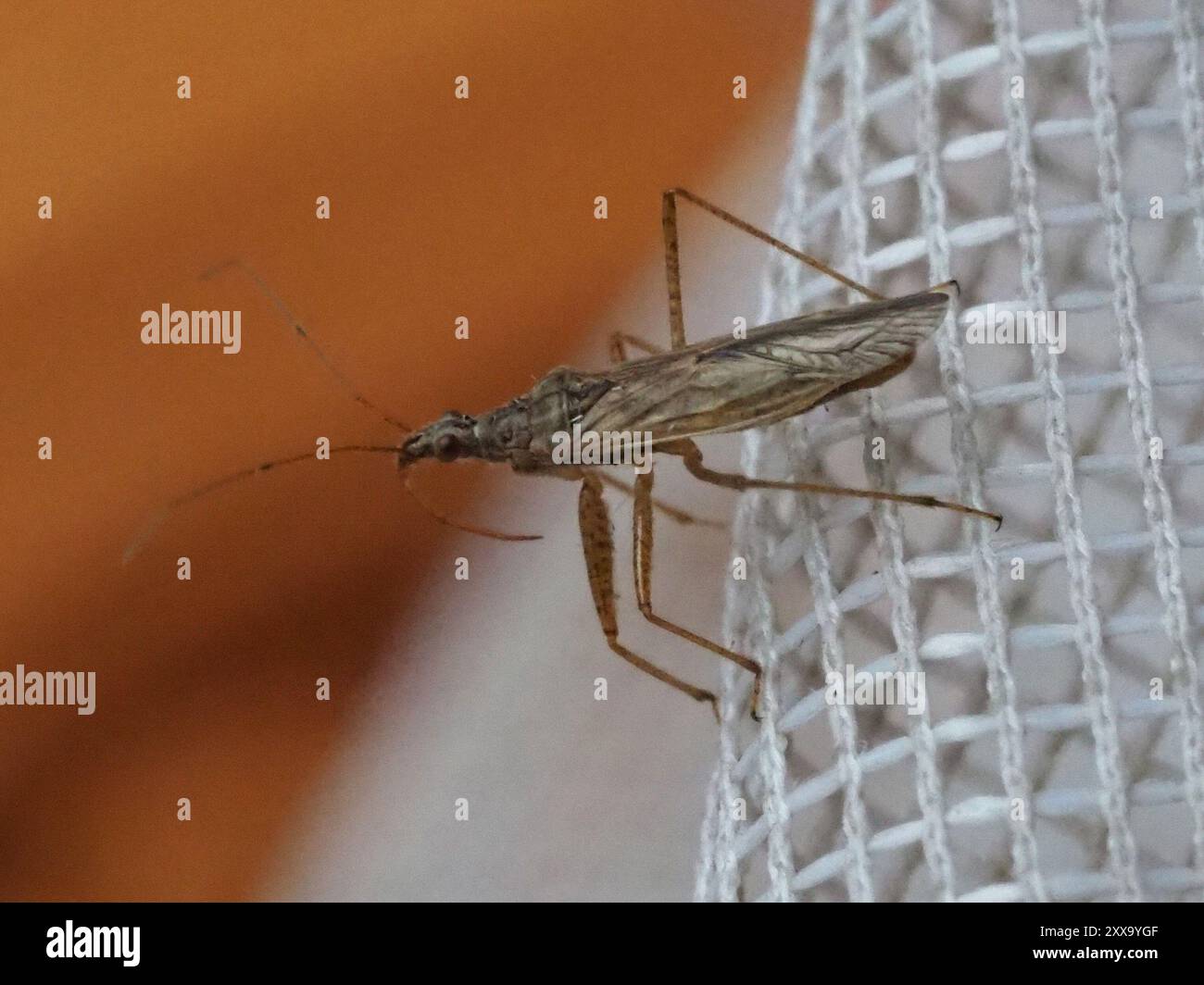(Nabis consimilis) Insecta Stock Photo - Alamy